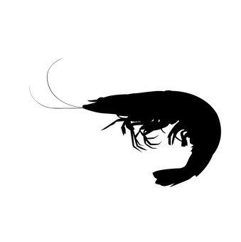 Free Silhouette Vector : An illustration shrimp - 111856 | silhouetteAC